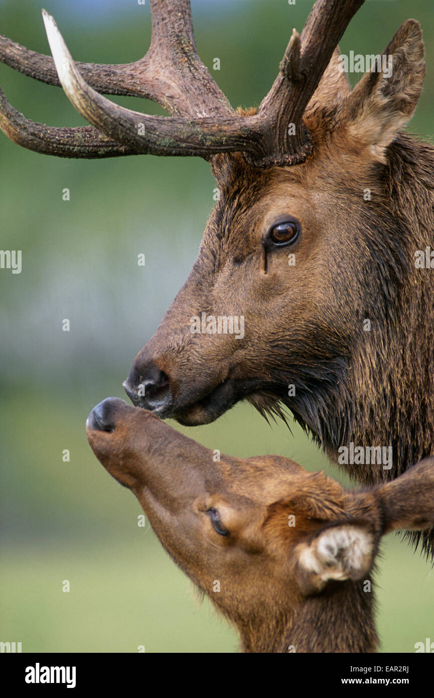 Baby elk hi-res stock photography and images - Alamy
