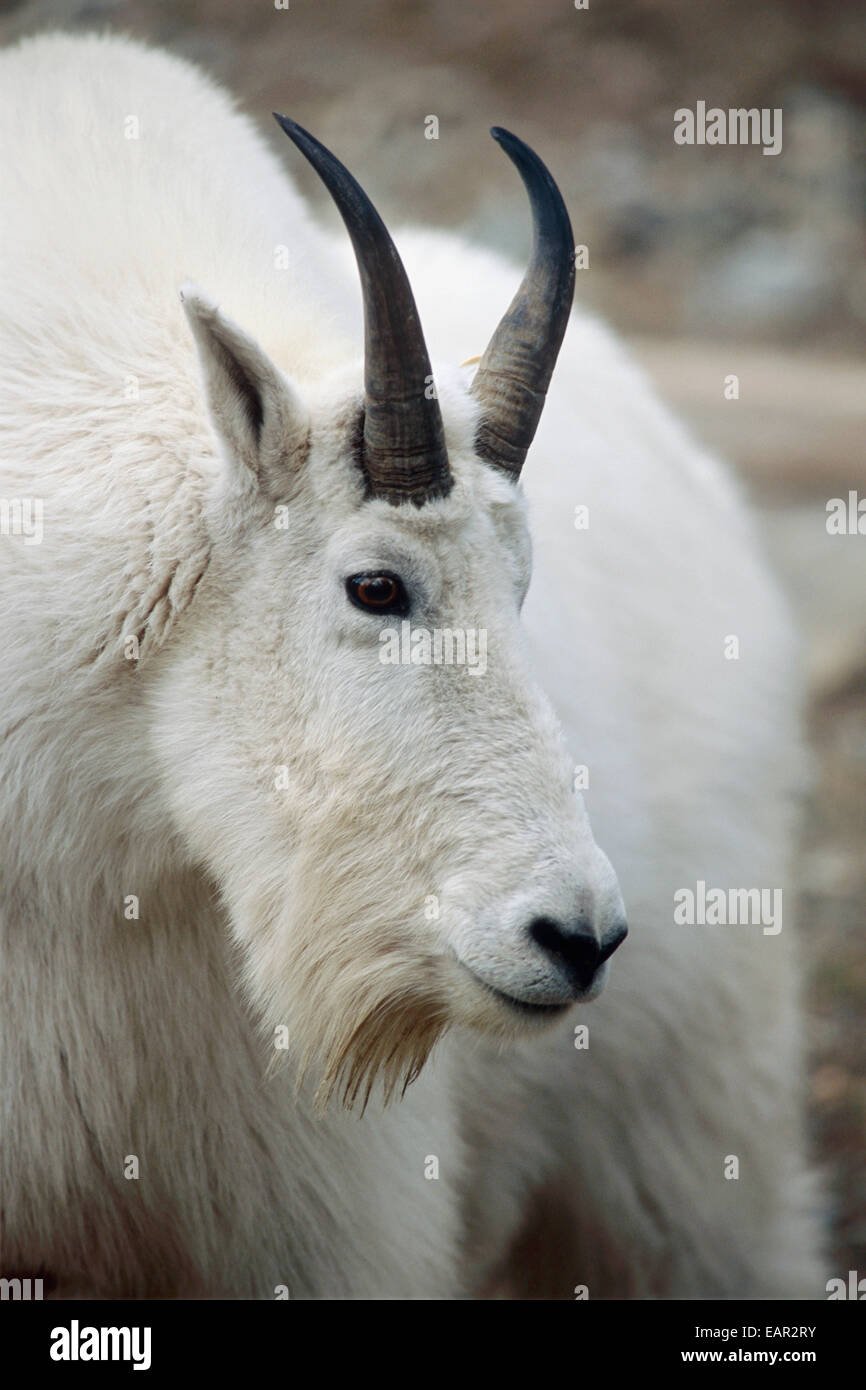 Mountain Goat In Alberta Canada During Fall Stock Photo - Alamy