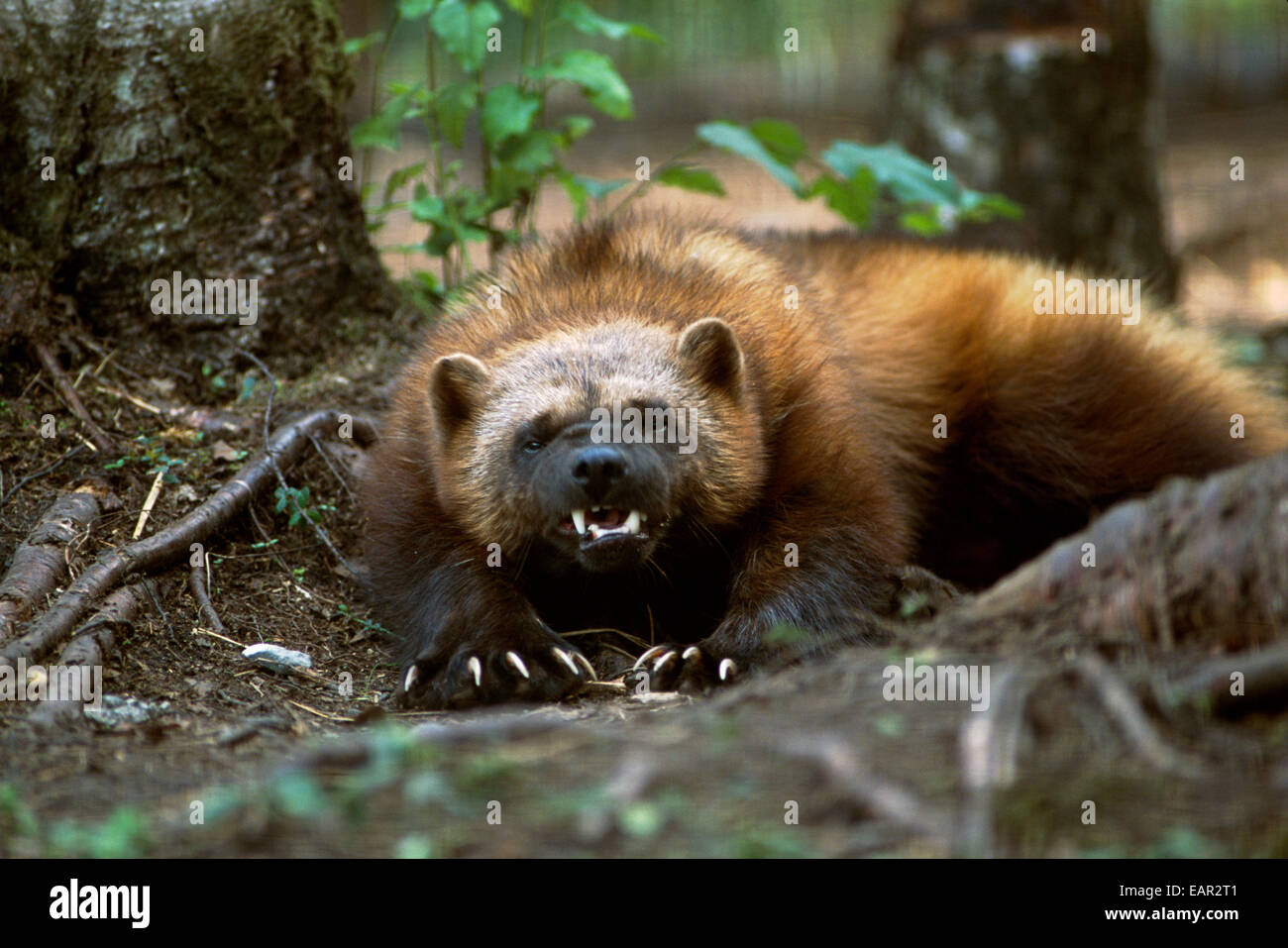 Portrait Of Wolverine Captive Summer Canada Stock Photo - Alamy