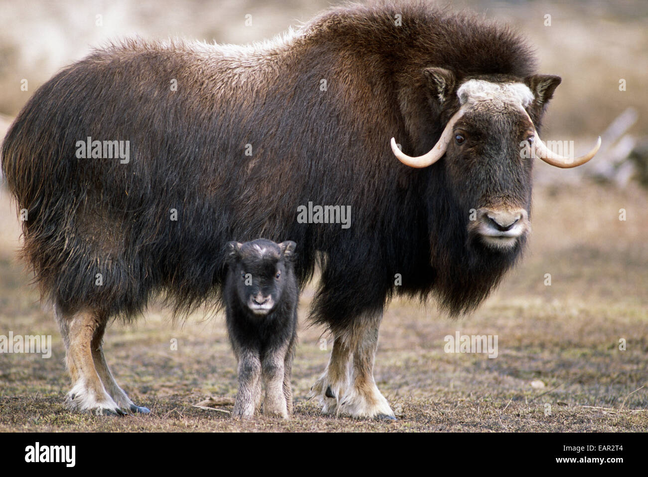 Musk Oxen Coloring Pages