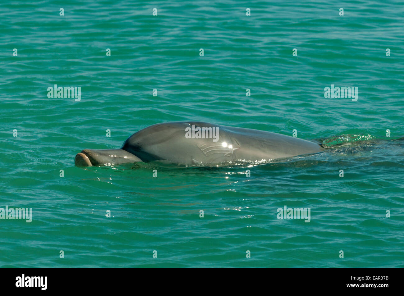 Bottlenose Dolphin at Monkey Mia, Shark Bay Marine Park, WA Stock Photo ...