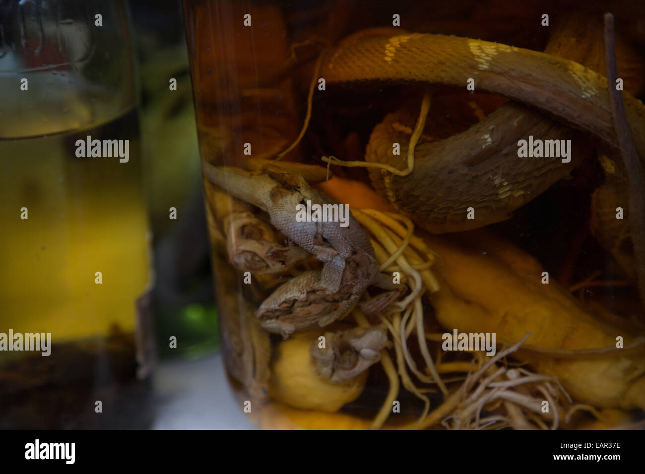 Specimen jar hi-res stock photography and images - Alamy