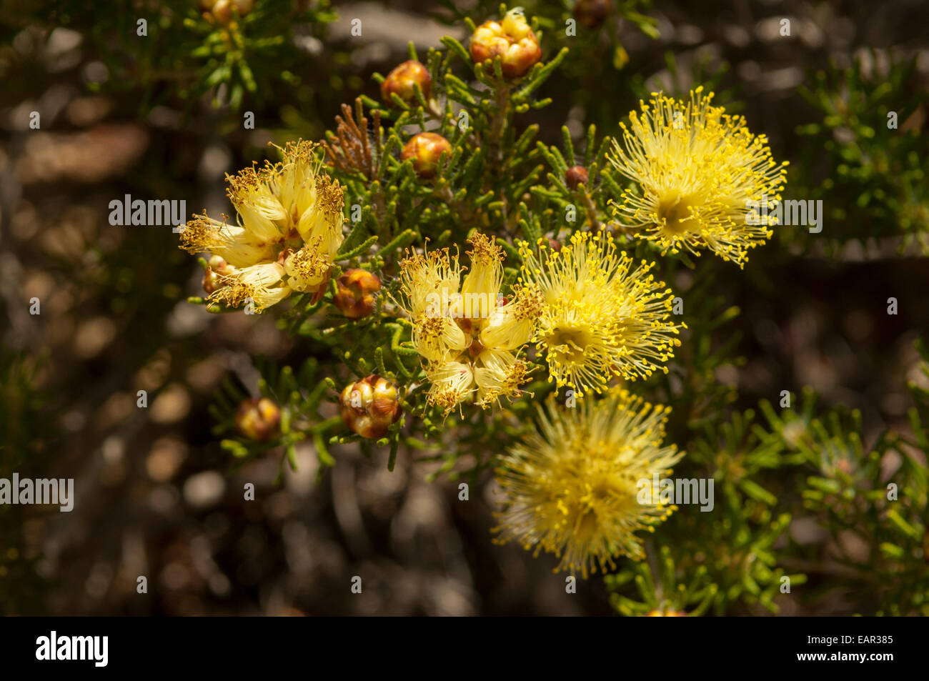 Needle bush hi-res stock photography and images - Alamy