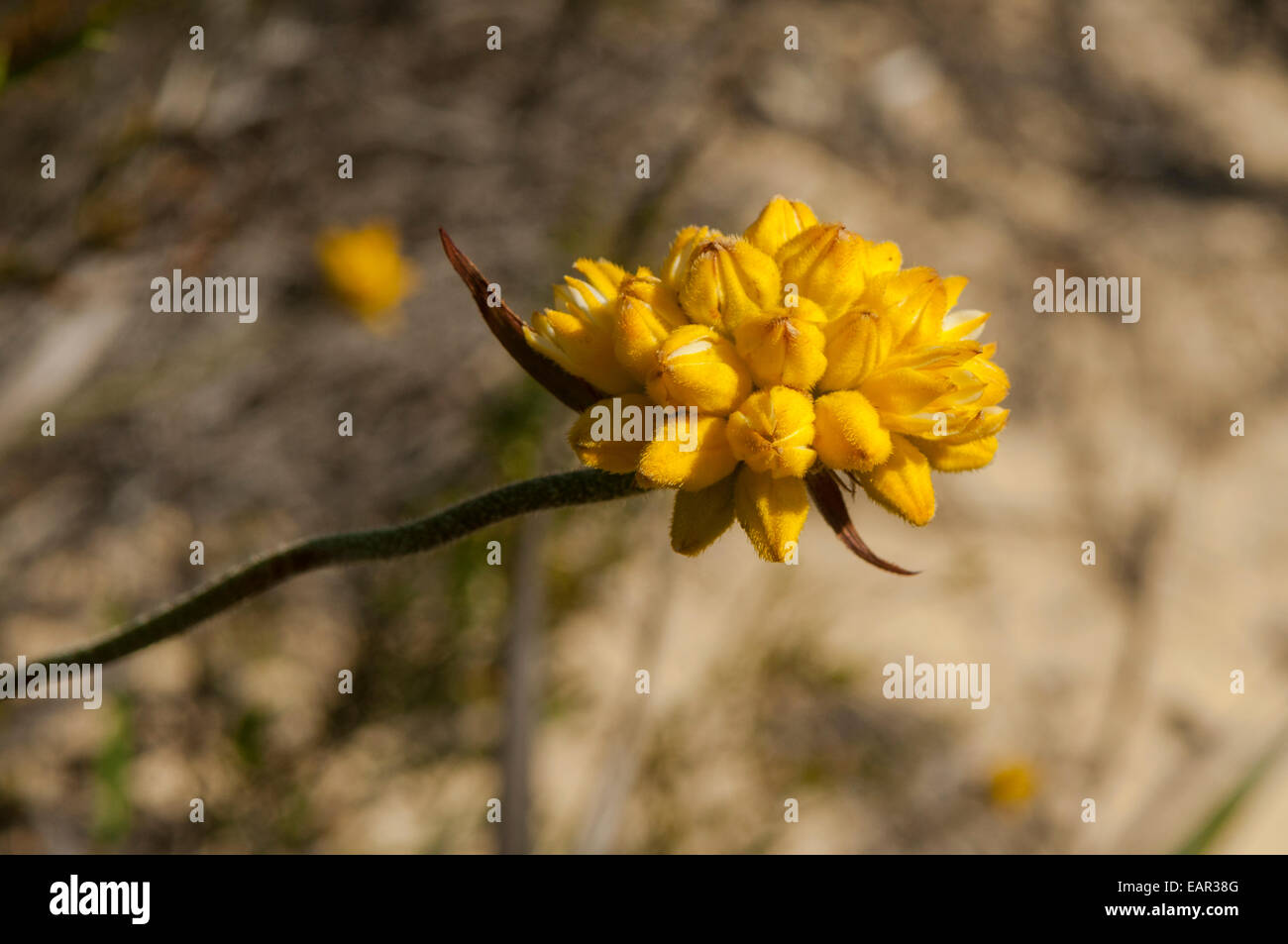 Conostylis robusta hi-res stock photography and images - Alamy