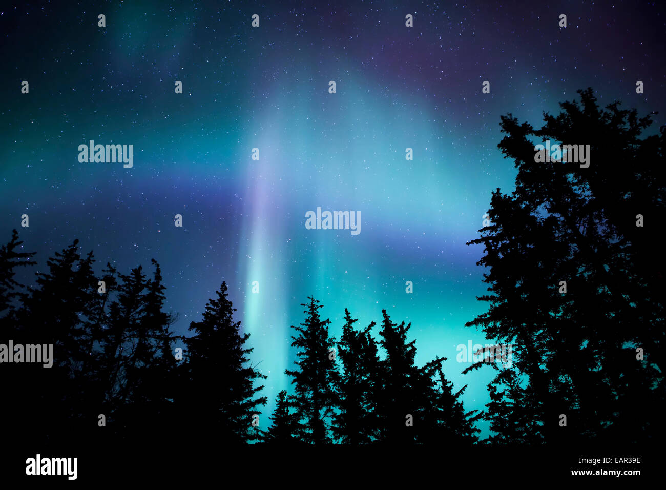 Southeast alaska hemlock hi-res stock photography and images - Alamy