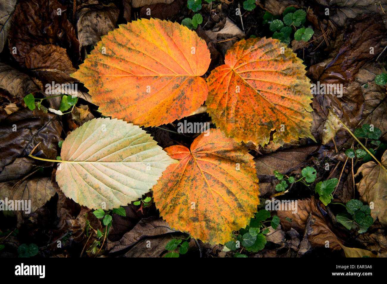 Davidia involucrata, dove tree, pocket handkerchief tree, ghost tree ...