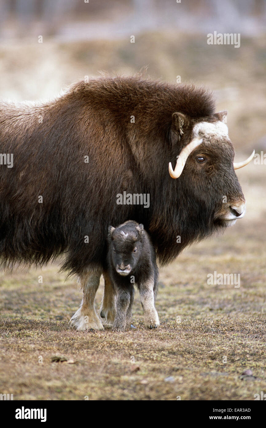 An Adult Musk Ox And Calf Standing At The Alaska Wildlife Conservation Center Near Portage ...