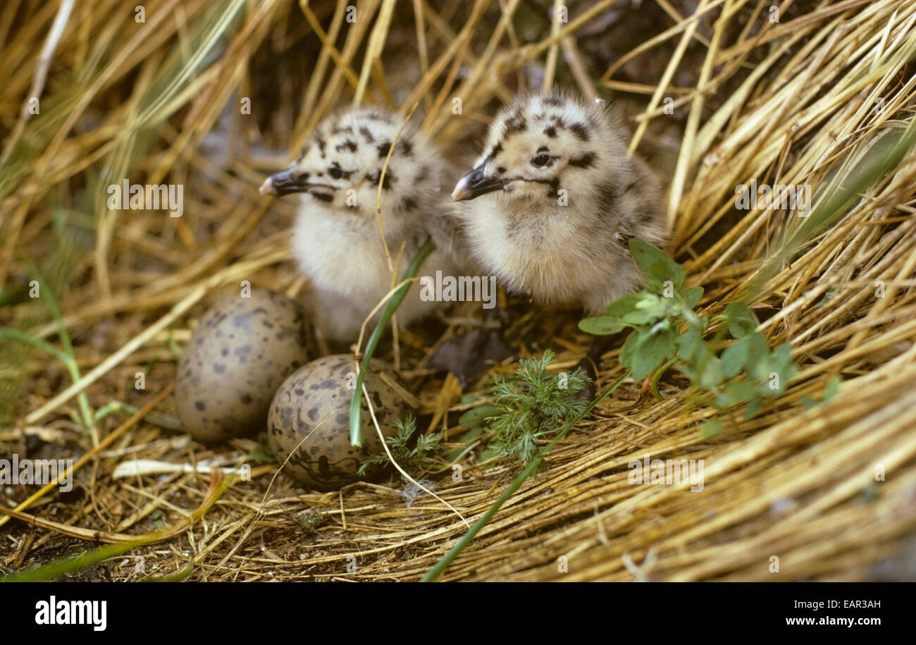 Two legged bird hi-res stock photography and images - Alamy