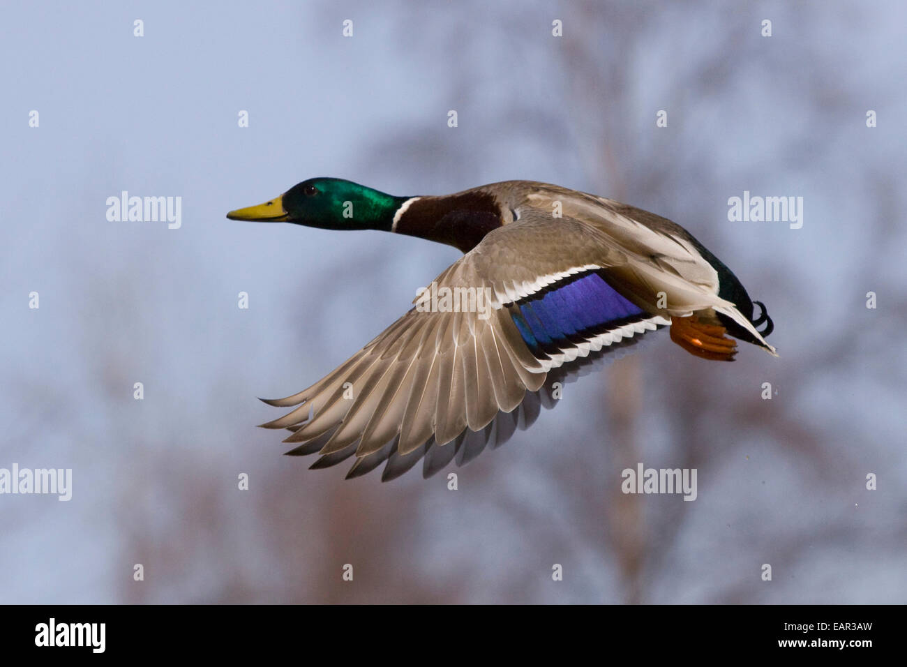 Male Mallard In Flight With Colorful Plummage, Anchorage, Southcentral ...