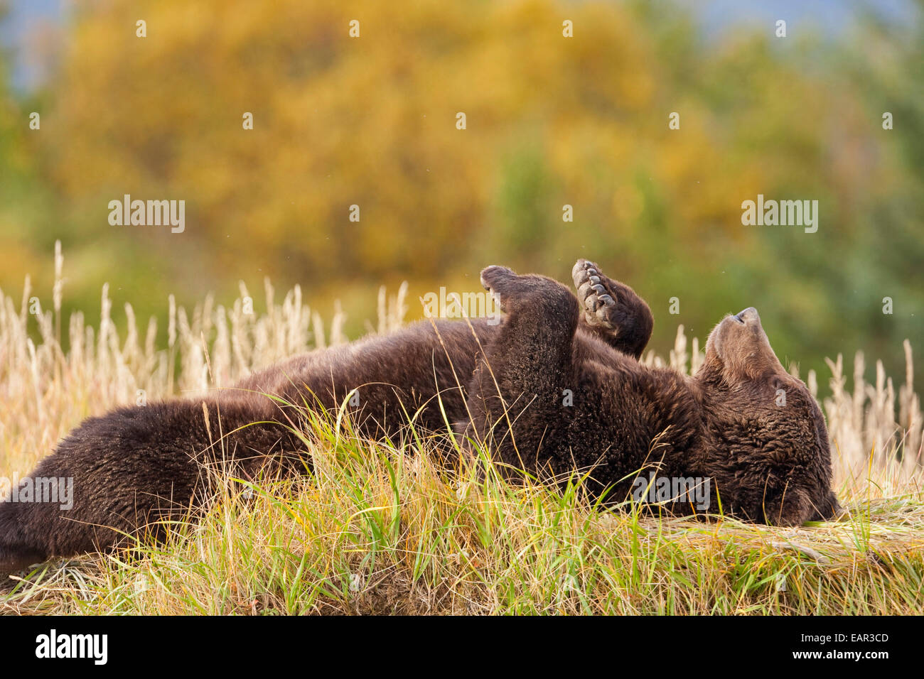 Bear laying on back hi-res stock photography and images - Alamy