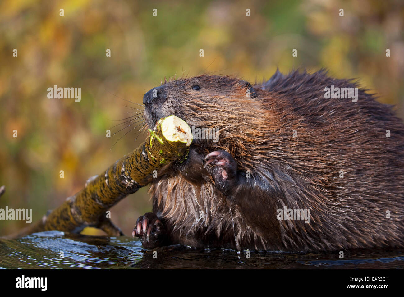 Beaver Chewing On Log In A Pond, Denali National Park, Alaska Stock ...