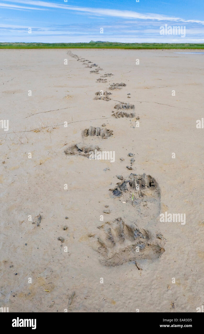Coastal Grizzly Track In Mud At Hallo Bay, Katmai National Park, Alaska ...