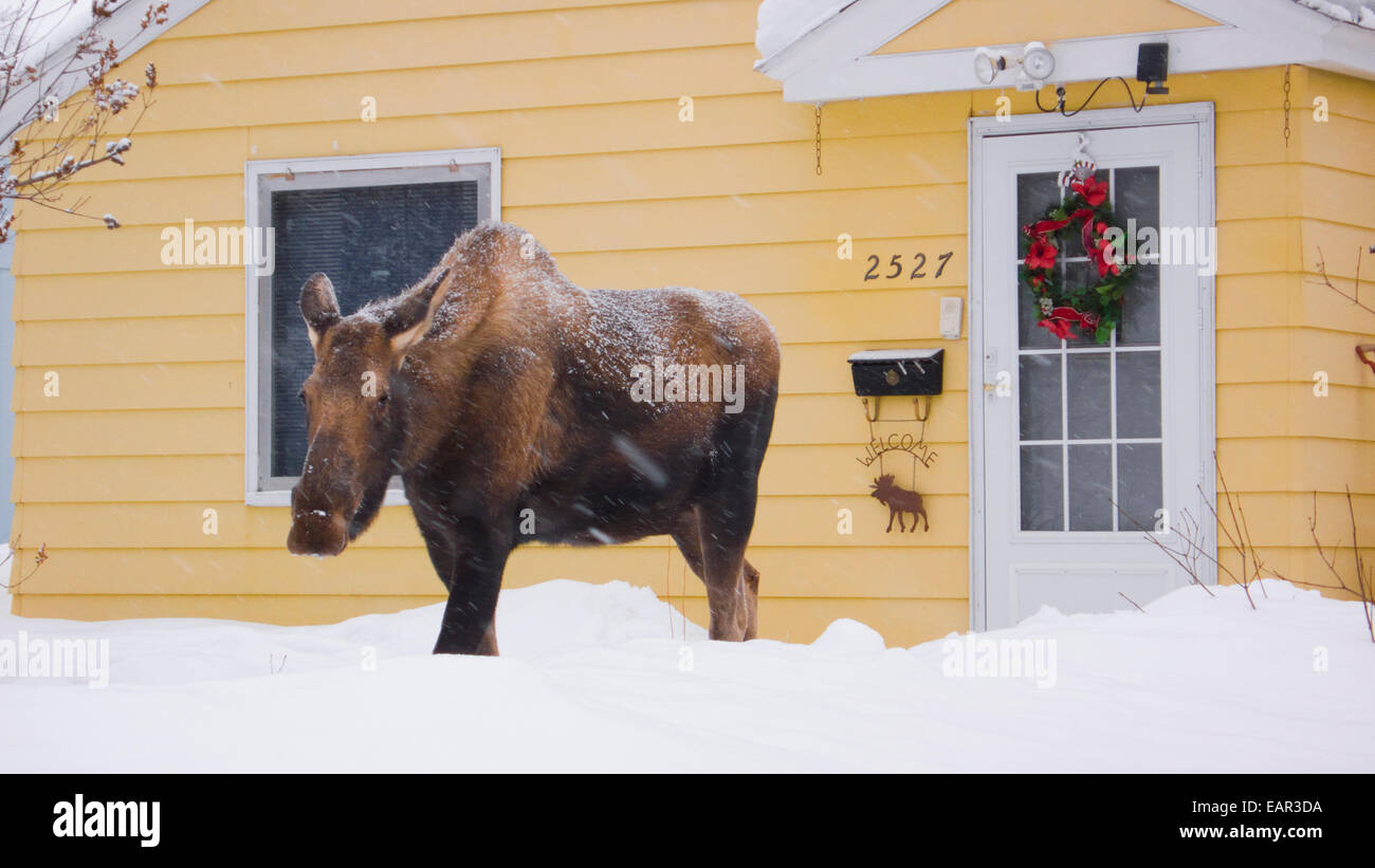 Large Moose Stands In Front Of House In An Anchorage Neighborhood In ...
