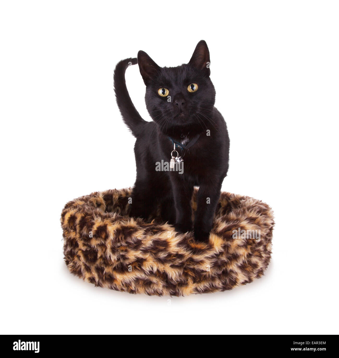 Funny resting cat in Cut Out Stock Images & Pictures - Alamy