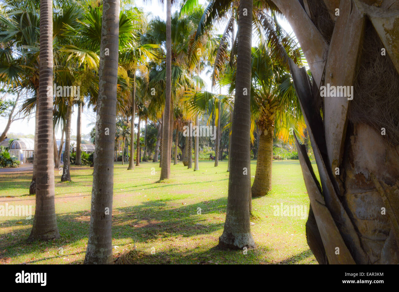 Landscape of palm trees Stock Photo - Alamy