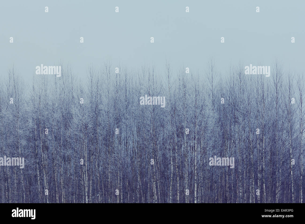 Birch trees in the snow hi-res stock photography and images - Alamy