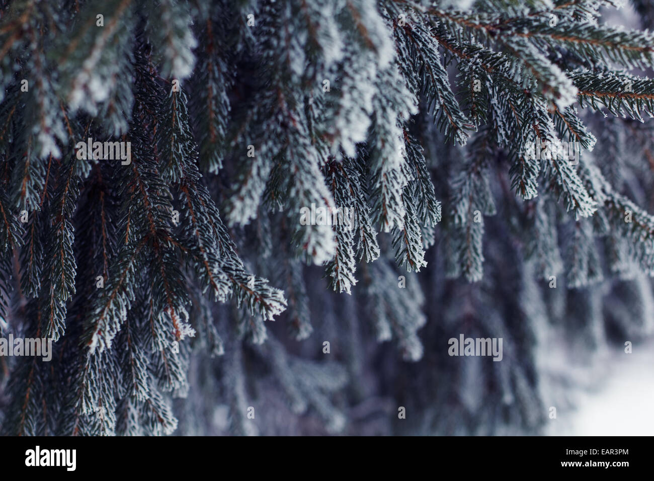 Natural pine fir tree hi-res stock photography and images - Alamy