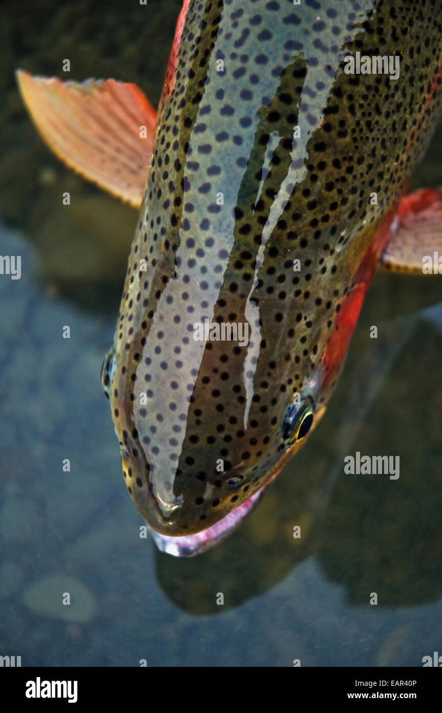 Rainbow Trout Photographed From Above As It Is Being Released Onto The ...