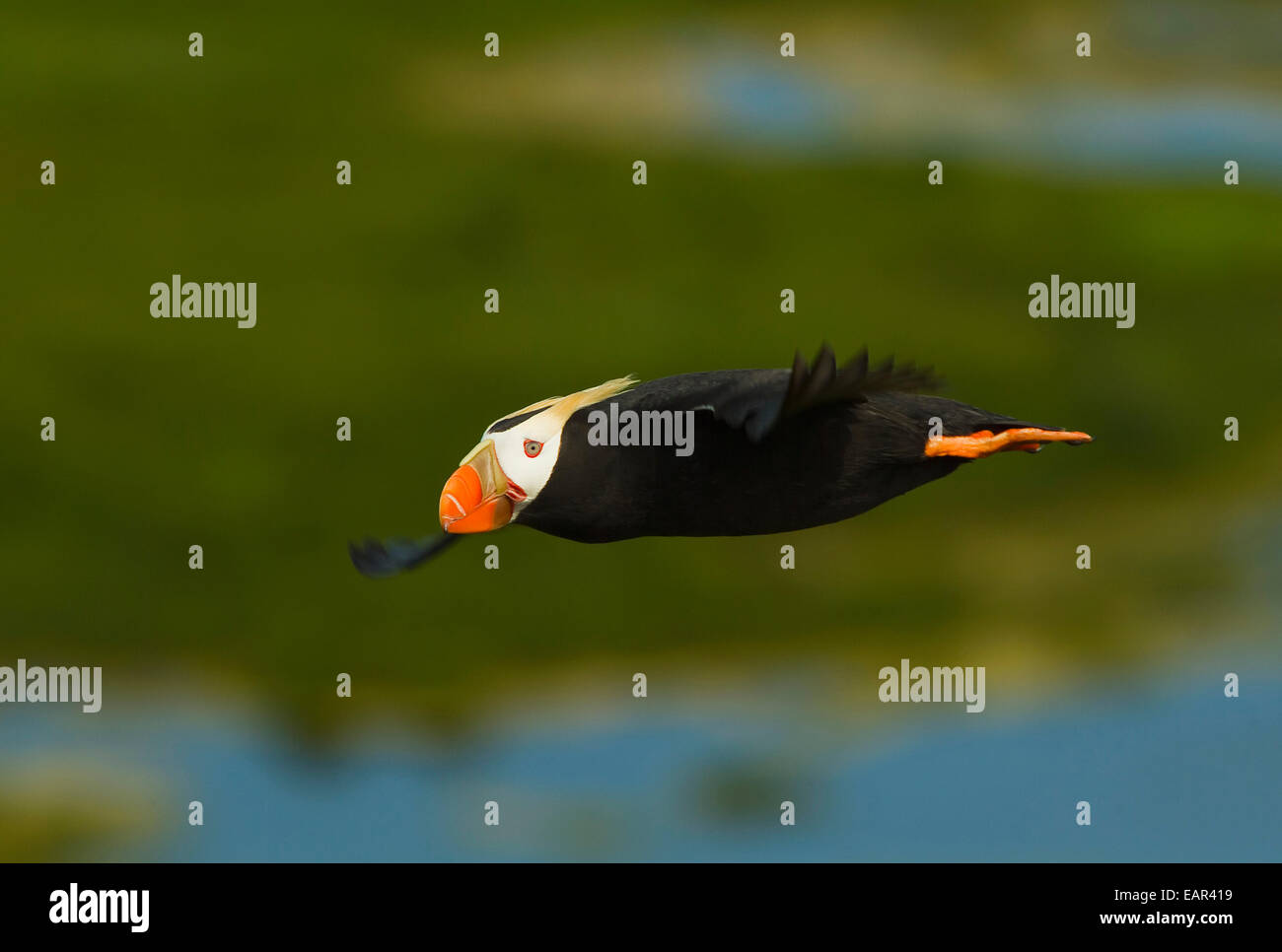 Puffin pics hi-res stock photography and images - Alamy