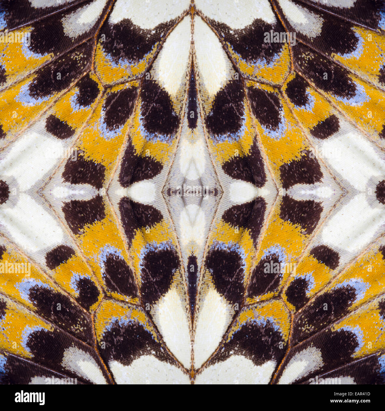 butterfly wing pattern decorative design Stock Photo - Alamy