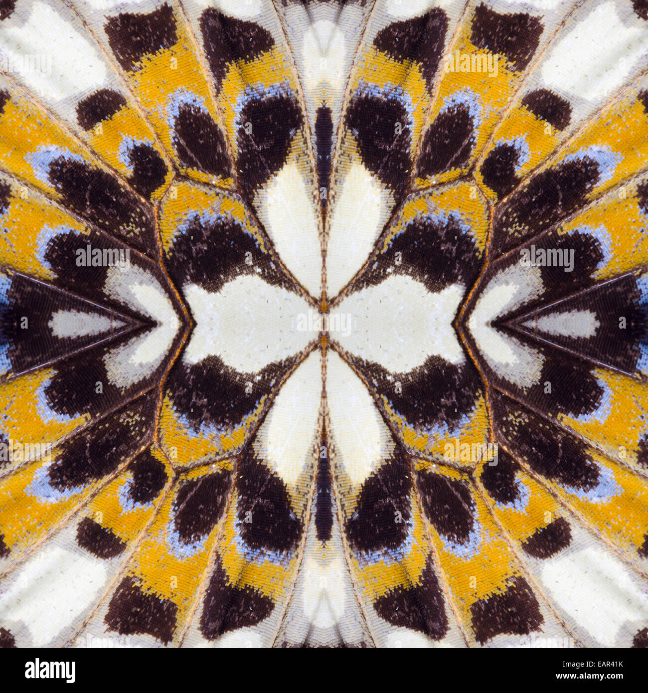 butterfly wing pattern decorative design Stock Photo - Alamy