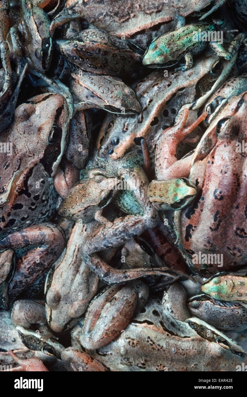 Multiple frogs hi-res stock photography and images - Alamy