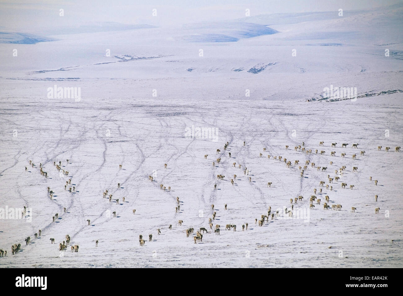 Aerial Of Western Arctic Caribou Herd Migrating North In Spring Selawik ...