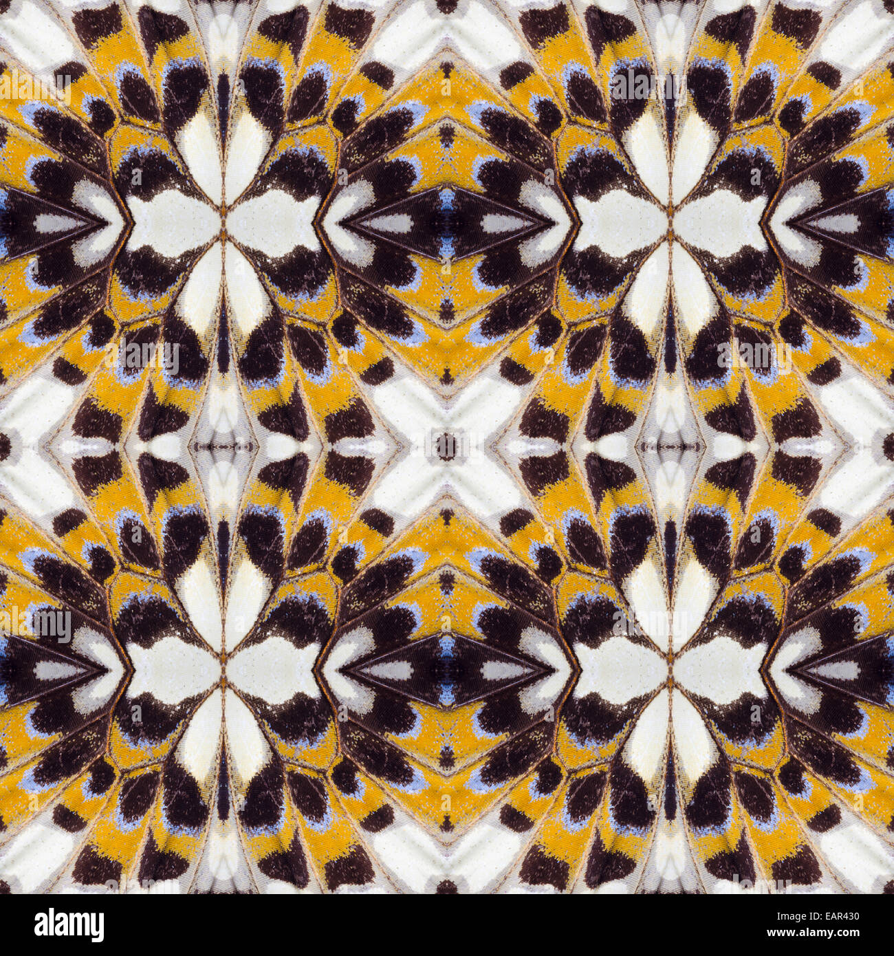 butterfly wing pattern decorative design Stock Photo - Alamy