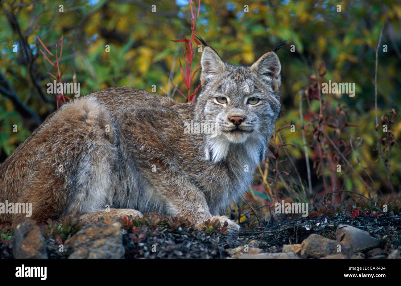 Wild lynx denali national park hi-res stock photography and images - Alamy