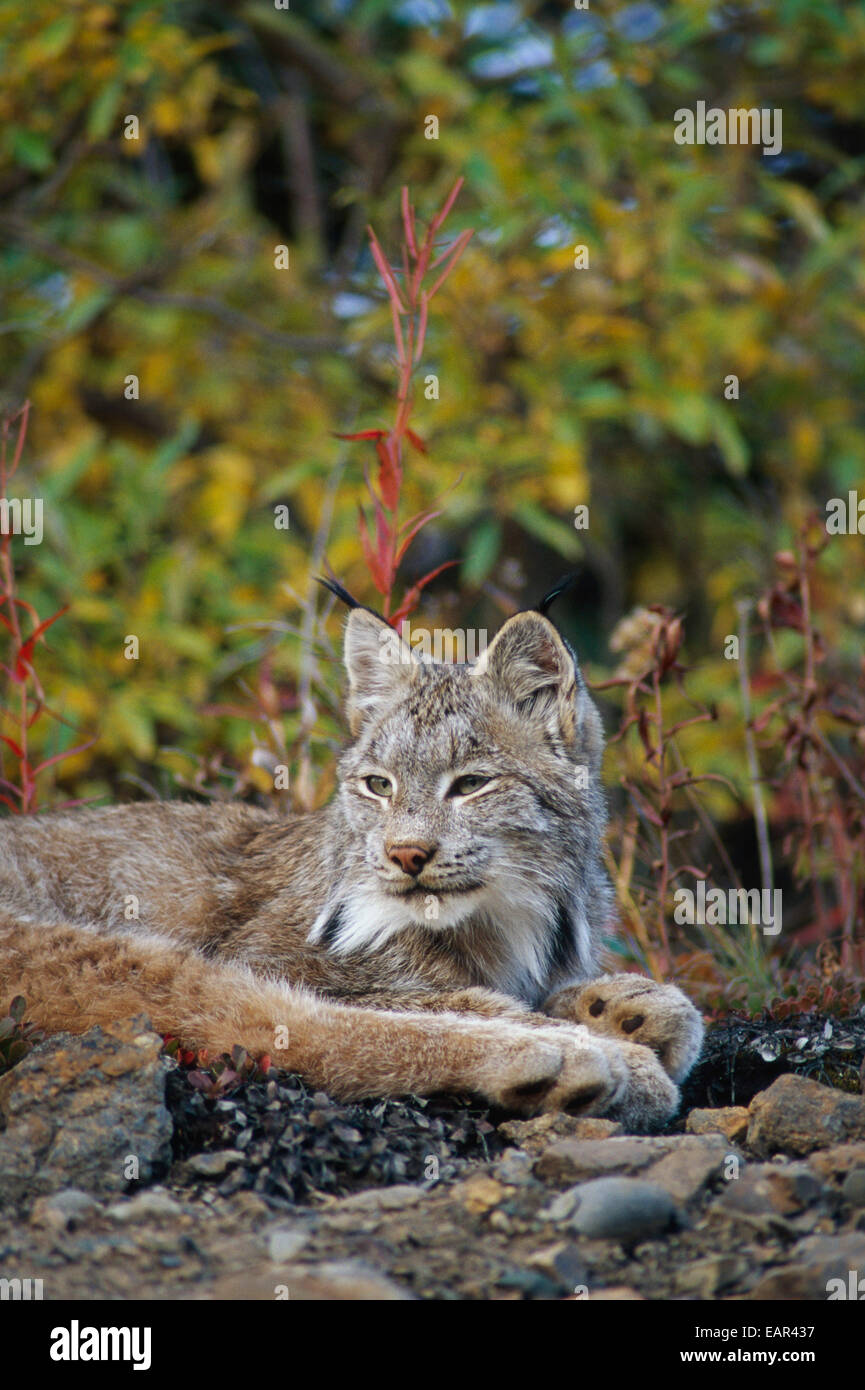 Wild lynx denali national park hi-res stock photography and images - Alamy