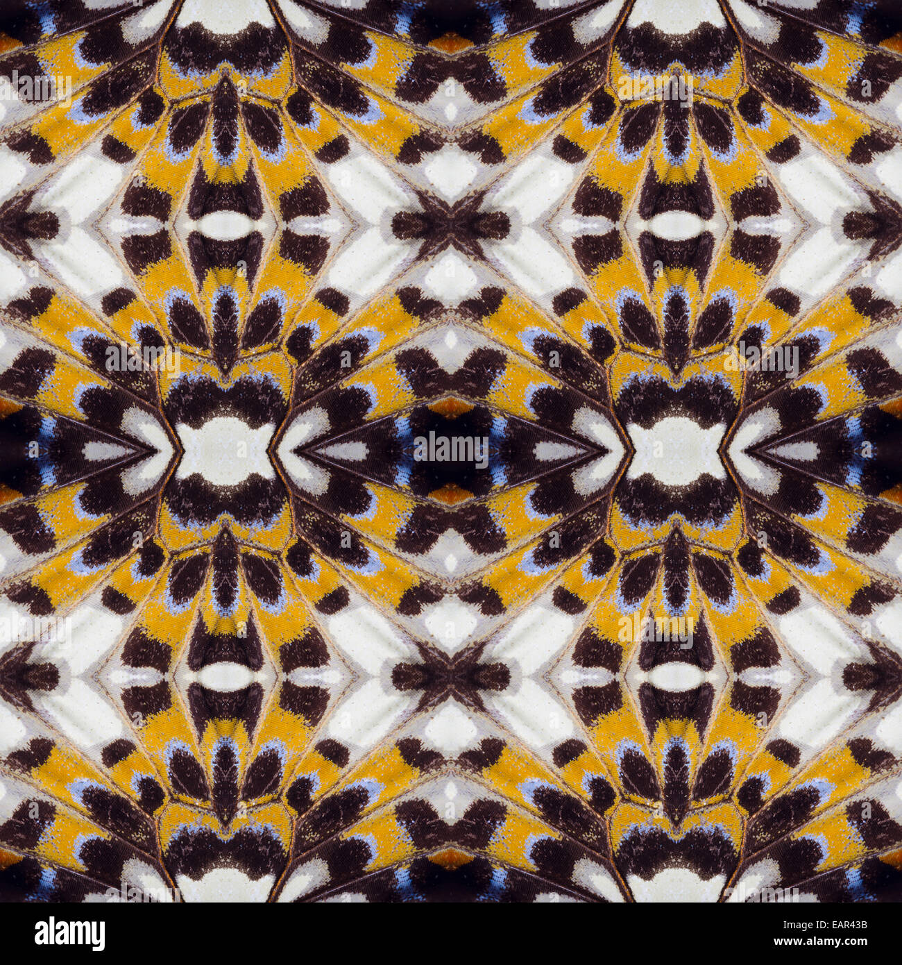 butterfly wing pattern decorative design Stock Photo - Alamy