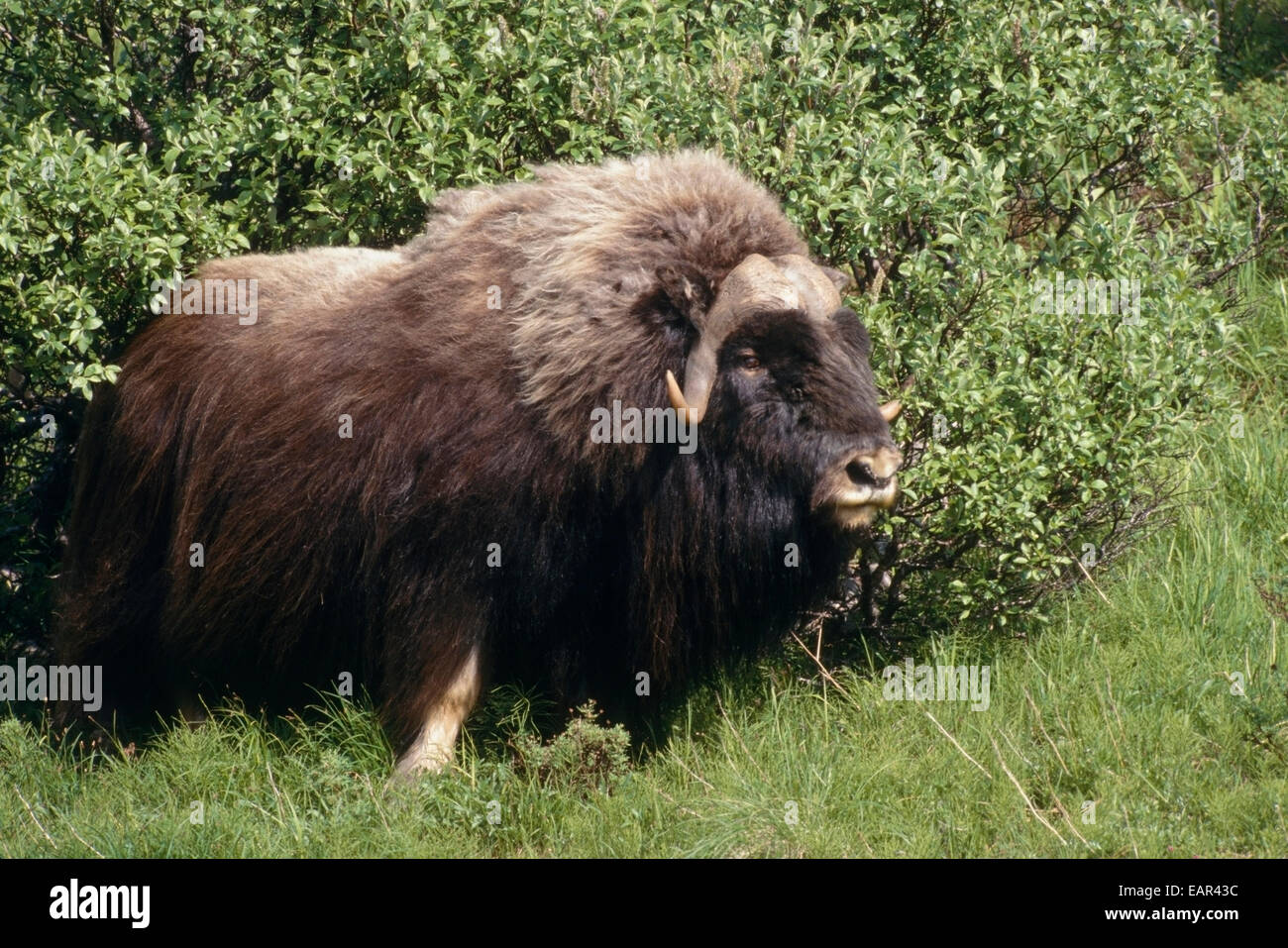 Teller alaska hi-res stock photography and images - Alamy