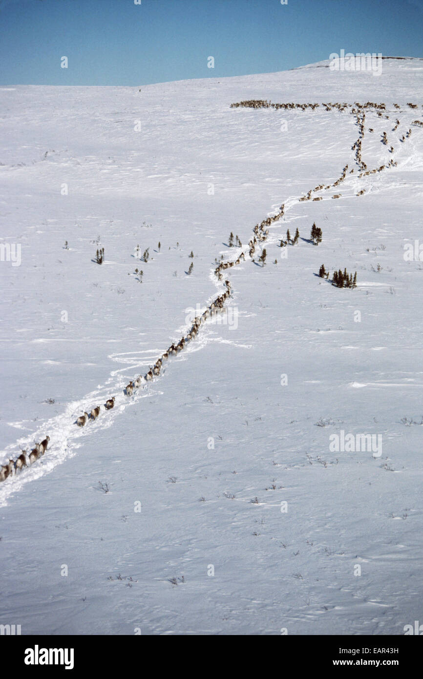 Arctic refuge alaska porcupine caribou hi-res stock photography and ...