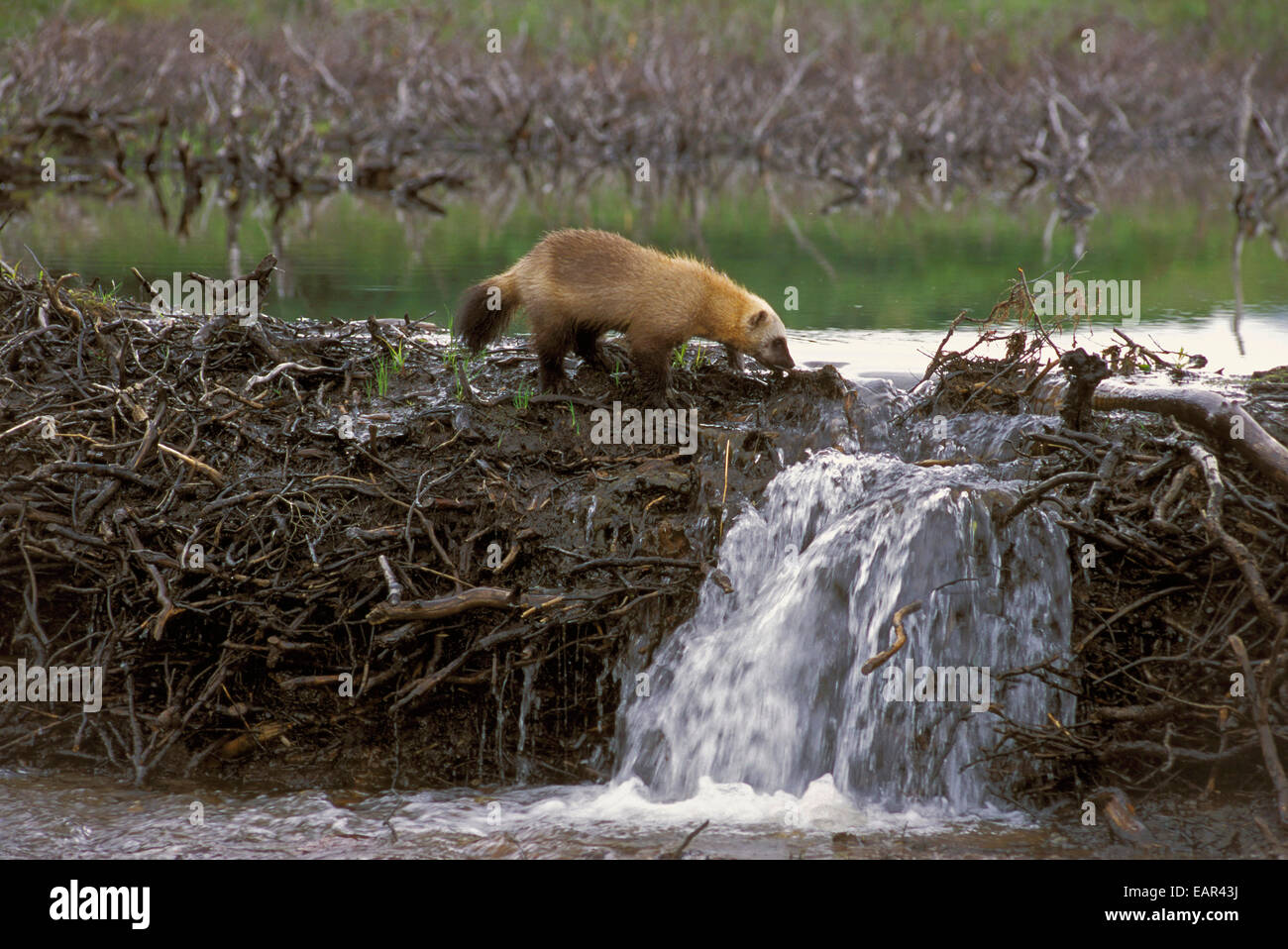 Wolverine Crosses Beaver Dam In Alaska Captive Summer Stock Photo - Alamy