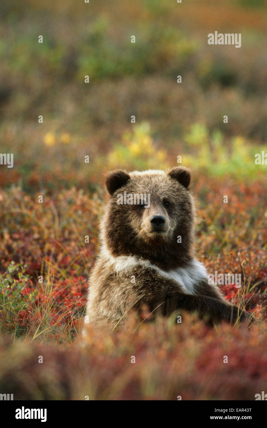 Yearling Brown Bear Cub Sits In Autumn Tundra In Ak Fall Denali Np ...