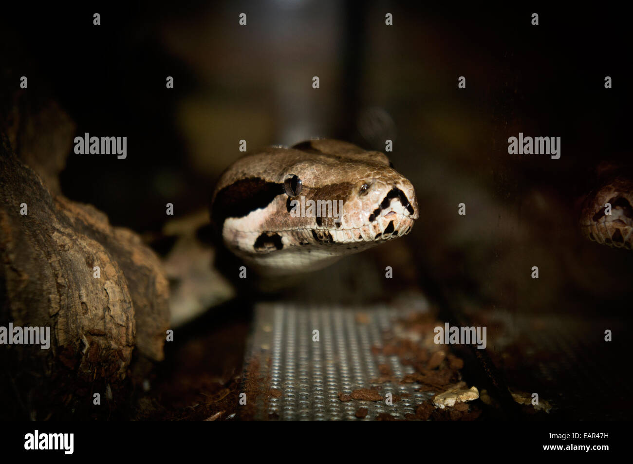 Terrarium glass reptile hi-res stock photography and images - Alamy