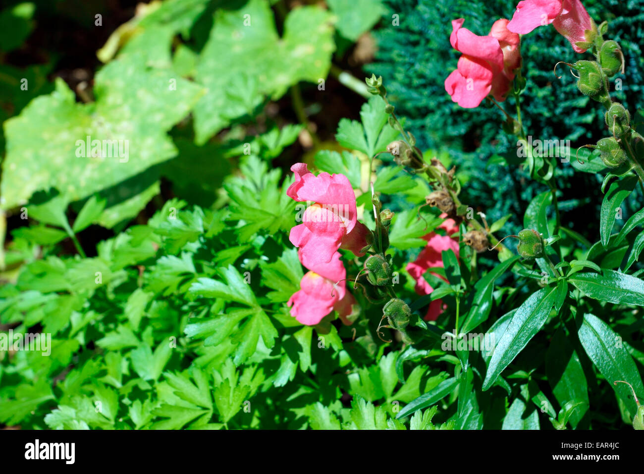 SNAP DRAGON, ANTIRRHINUM Stock Photo - Alamy