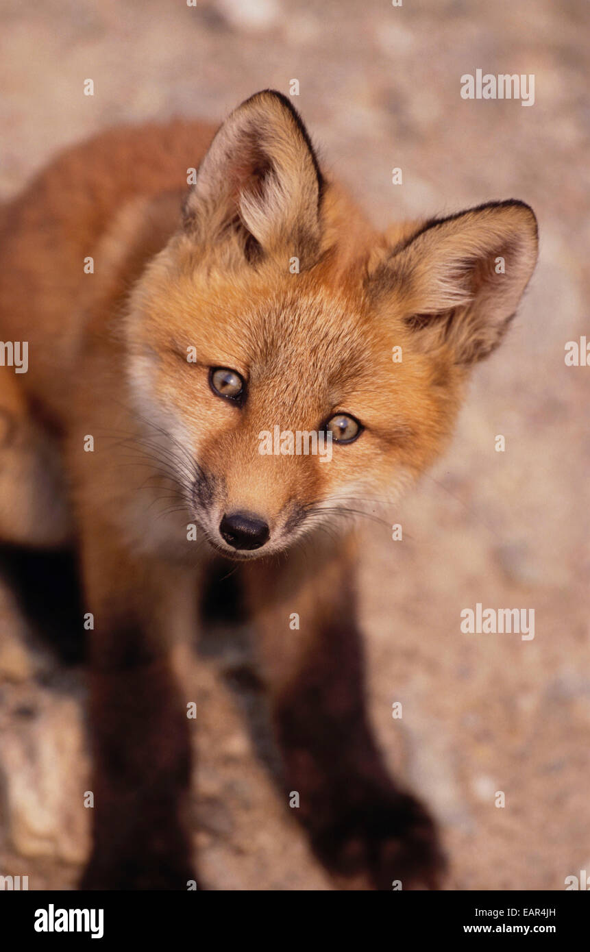 Portrait Of Red Fox Kit Near Den On Savage River Denali Np Stock Photo ...