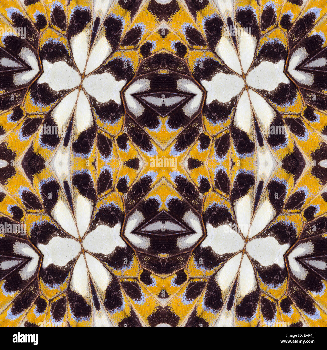 yellow and white butterfly wing pattern decorative design Stock Photo ...