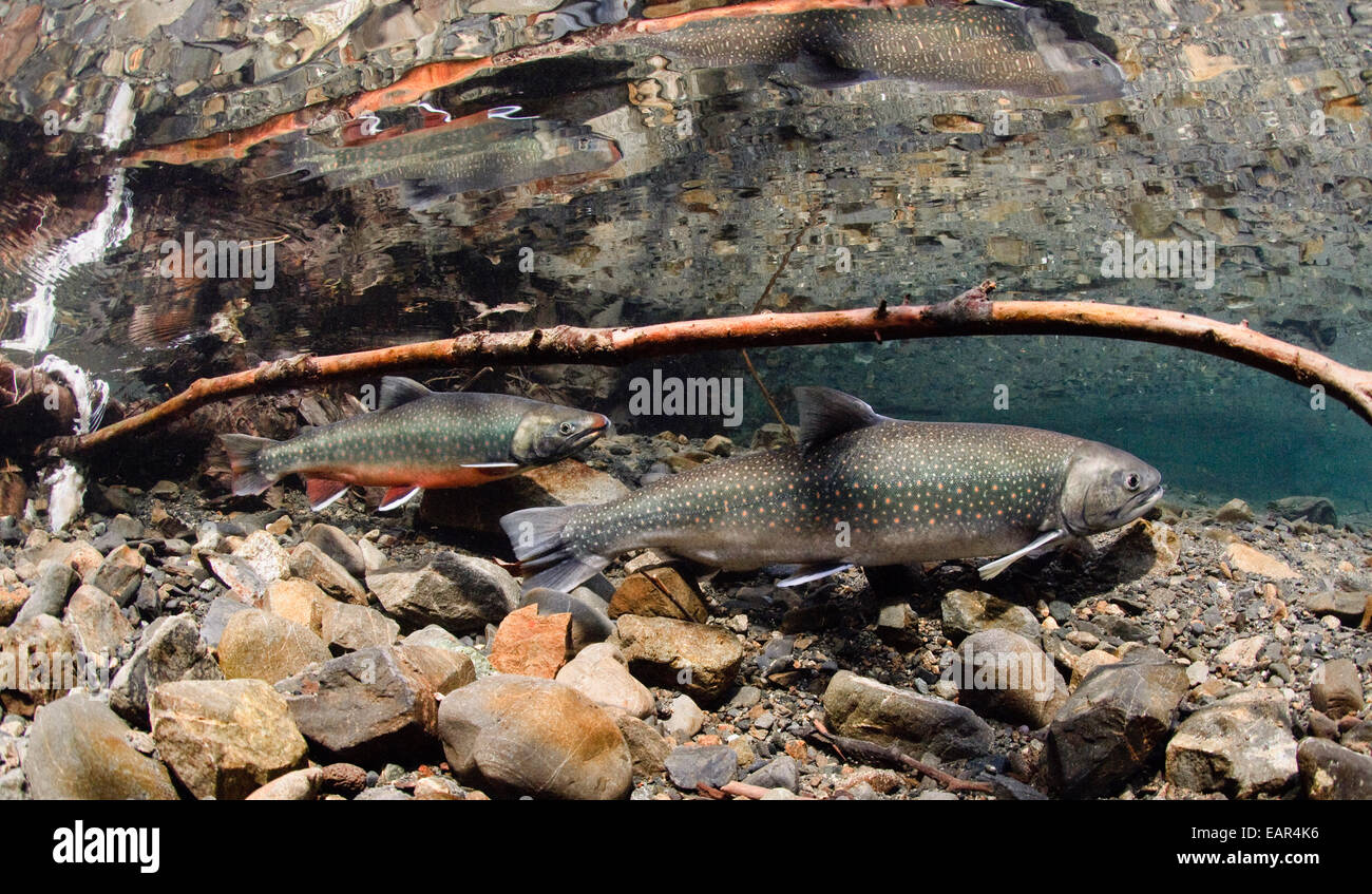 Alaska,Power Creek,dolly varden trout Stock Photo - Alamy