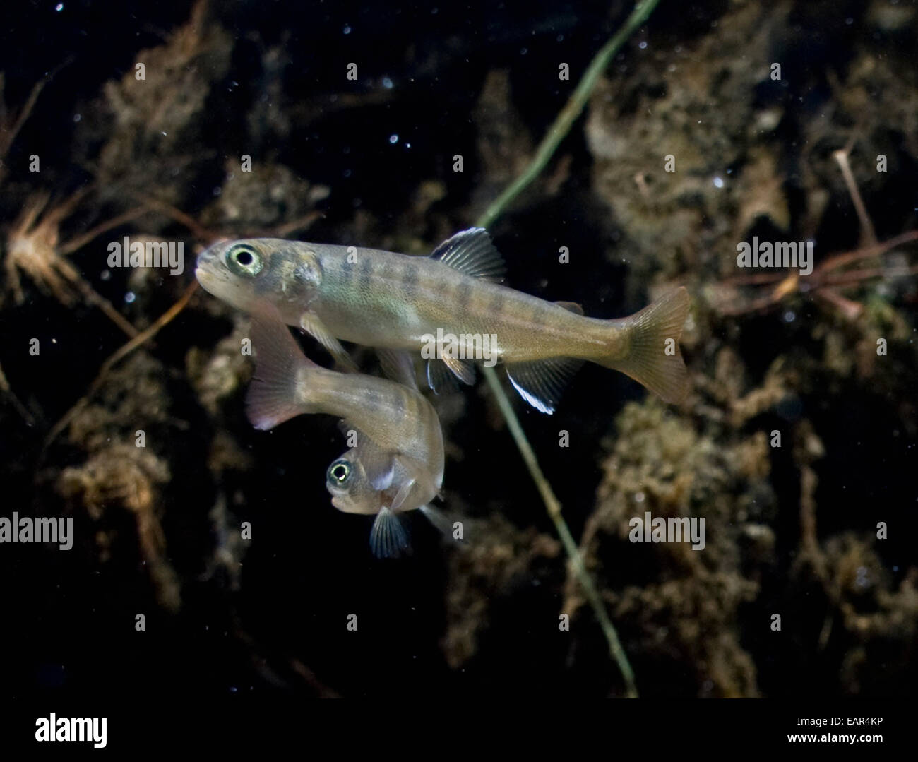 Coho salmon fry hi-res stock photography and images - Alamy