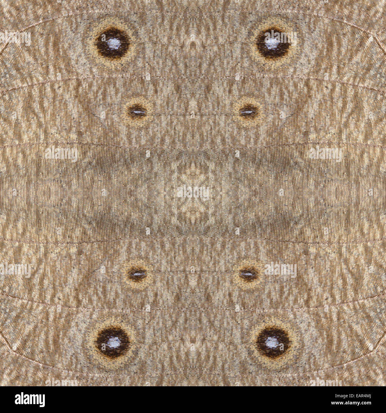 butterfly wing texture abstract decorative design pattern Stock Photo ...