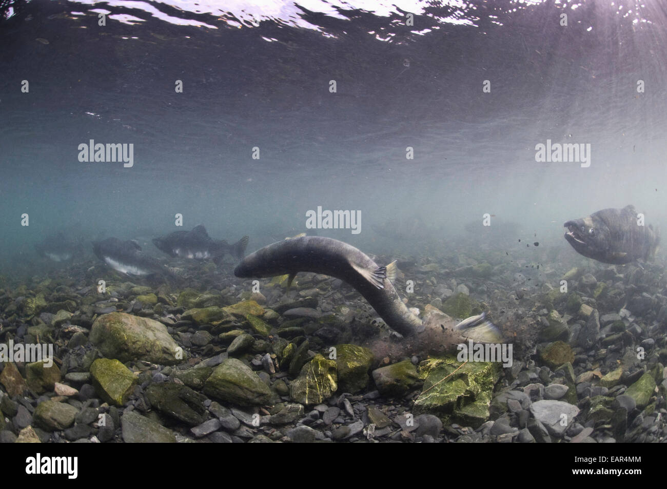 Female Chum Salmon Digs A Redd In Stream Gravel While Male Guards ...