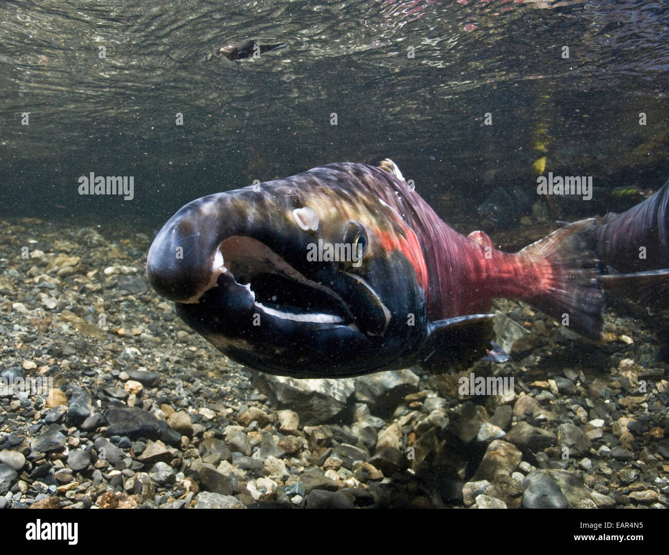 Underwater View Of Coho Salmon Migrating To Freshwater Spawning Grounds ...