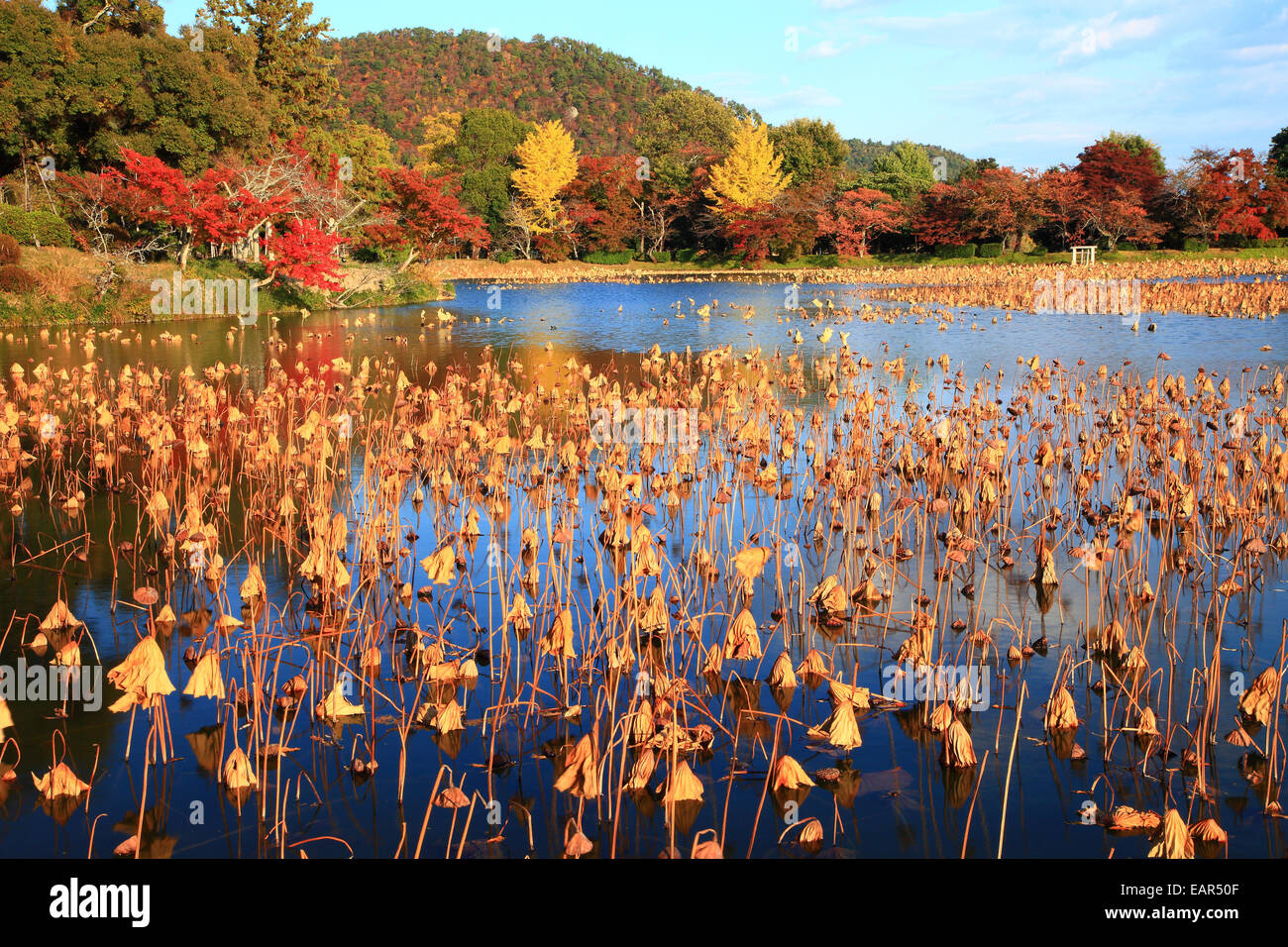 Kyoto Prefecture, Japan Stock Photo - Alamy