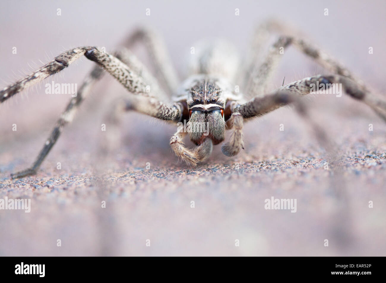 Common rain spider, also known as huntsman spider, on brick pavement ...
