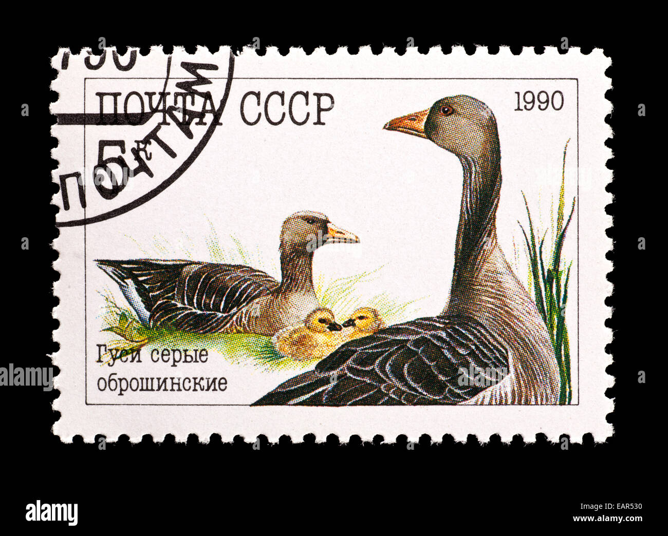 Postage stamp from the Soviet Union (USSR) depicting Obroshinsky geese ...