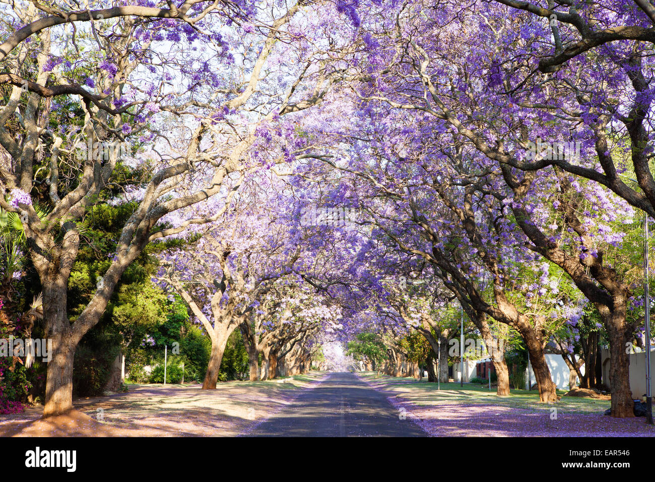 Jacaranda tree-lined street in South Africa's capital city, blooming ...
