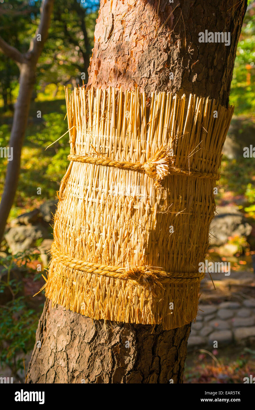 Tree wrapped in straw Stock Photo - Alamy