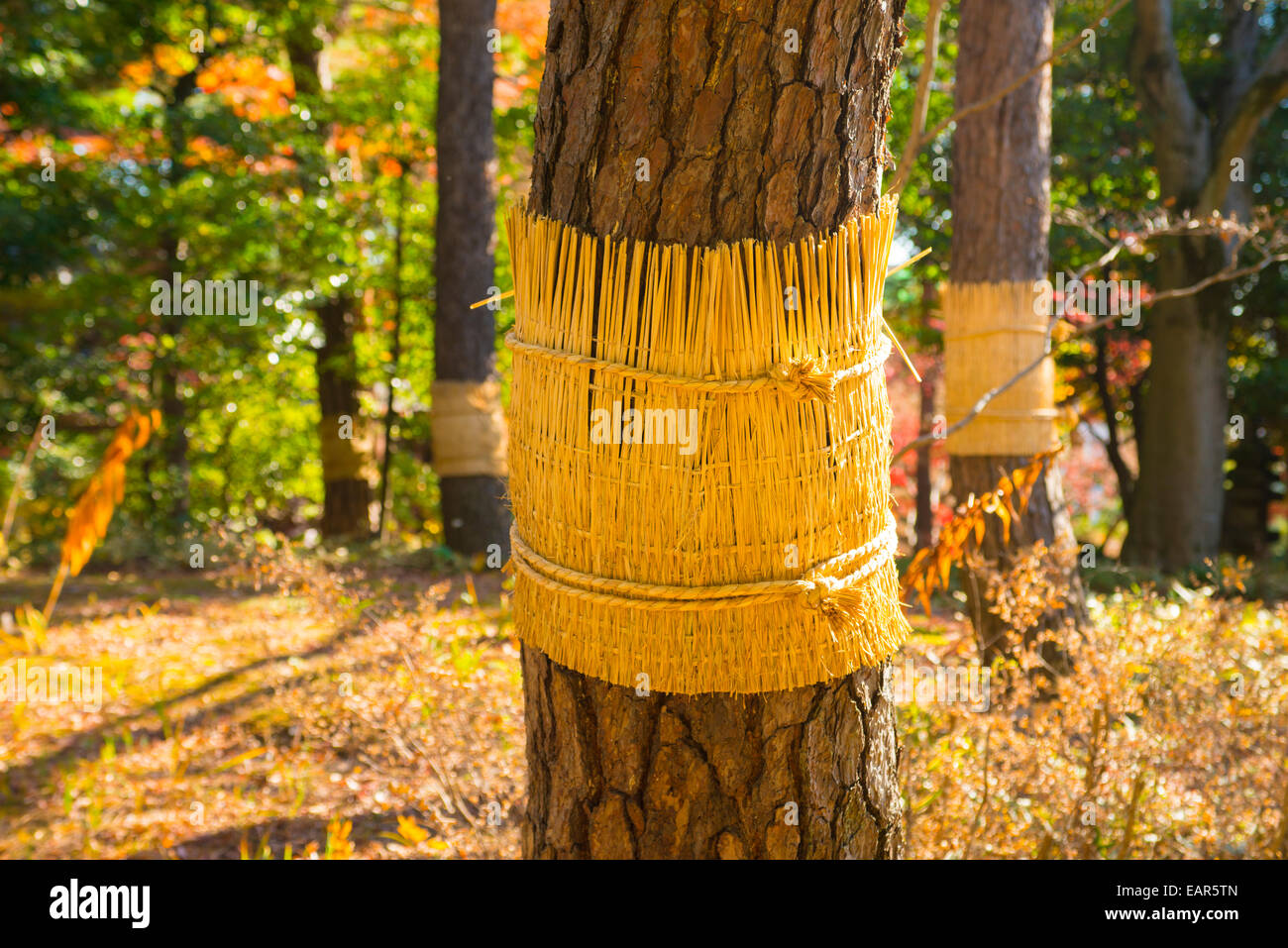 Wrapped insect hi-res stock photography and images - Alamy